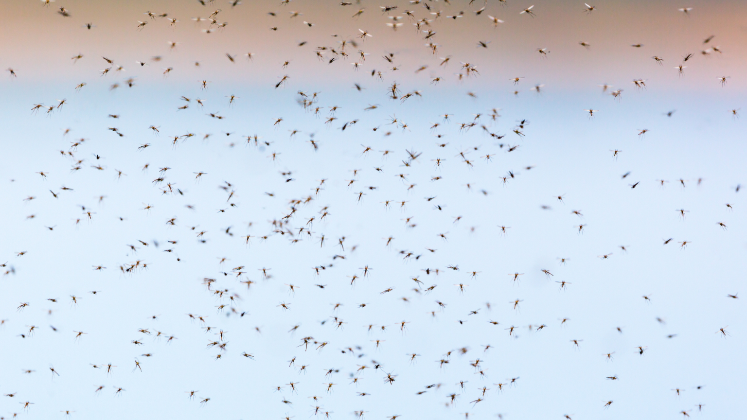 Navigating Mosquito Season: ABC Home & Commercial Services Blog