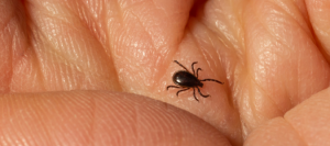 Small Black Tick: Identification & Control Guide | ABC Blog