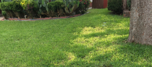 Take-All Root Rot: Symptoms and Causes | ABC Blog