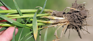 What You Need to Know about Take-All Root Rot | ABC Blog