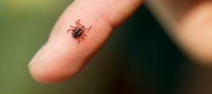 Do Ticks Fly? | ABC Blog