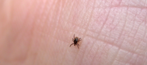 Do Ticks Fly? | ABC Blog