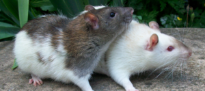 Do Rats Have Bones? | ABC Blog
