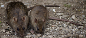 Do Rats Have Bones? | ABC Blog