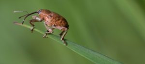 Can Weevils Fly? | ABC Blog