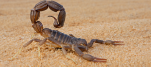 How Many Legs Do Scorpions Have? | ABC Blog