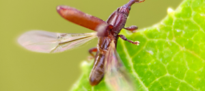 Can Weevils Fly? | ABC Blog