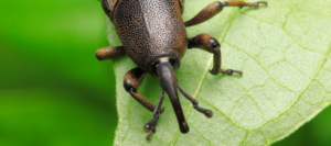 Can Weevils Fly? | ABC Blog