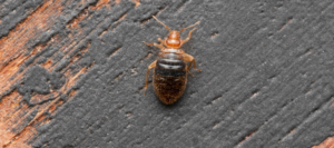 Can Bed Bugs Live In Cold Temperatures? | ABC Blog