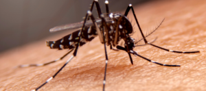 Mosquito Bite On Foot: Why Do Mosquitoes Bite Ankles? | ABC Blog